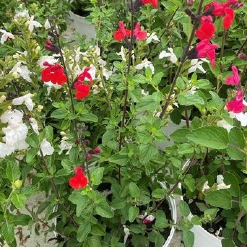 Sauge vivace arbustes fleurie d'exception pour la région PACA